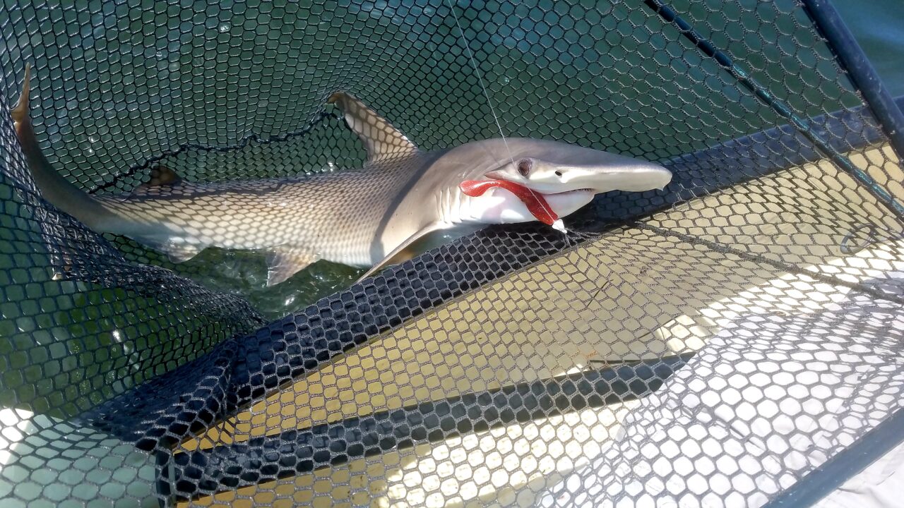 YAKFISHIN365 - Ultimate Guide to Kayak Fishing