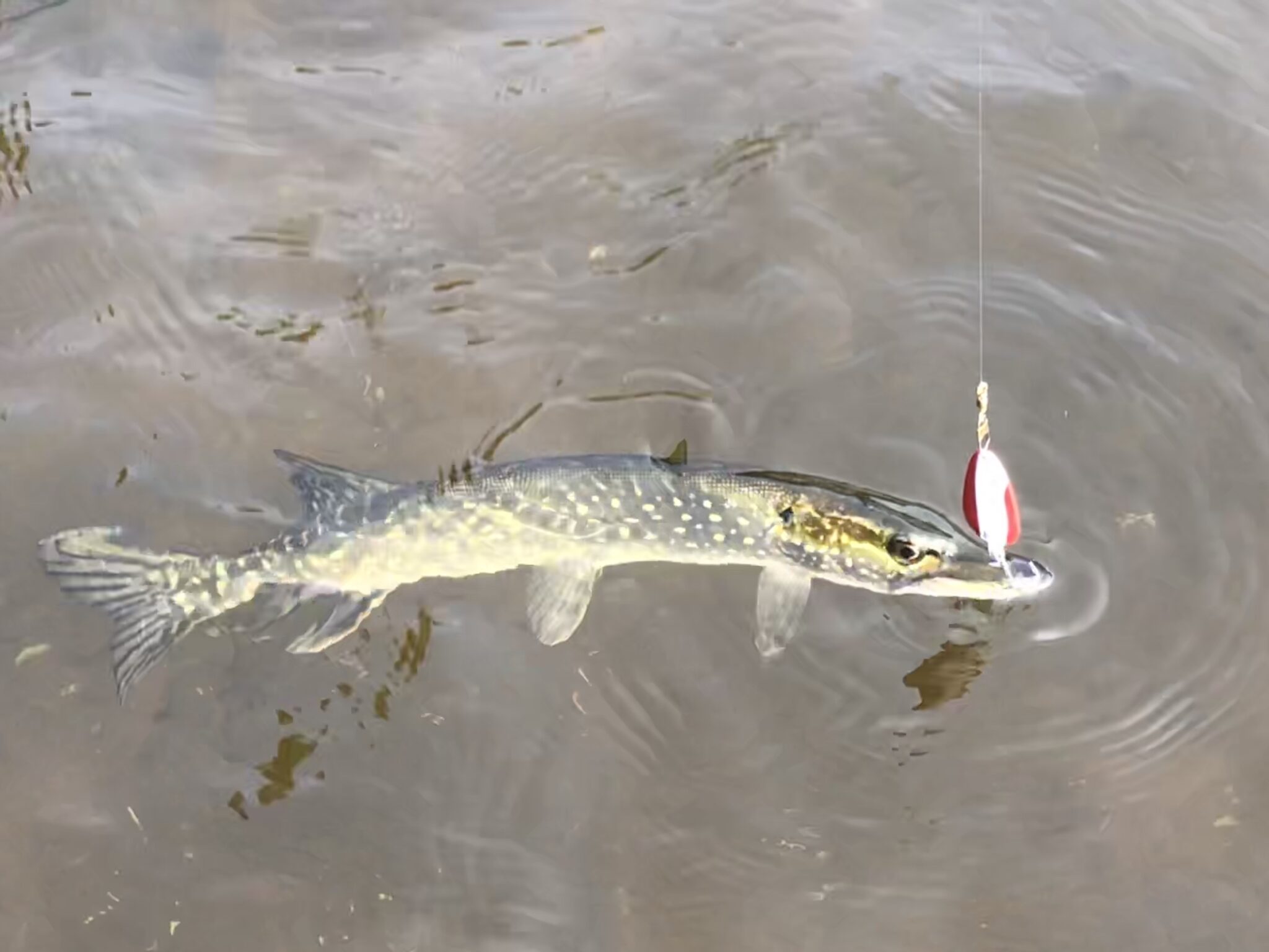 How to Fish with Casting Spoons